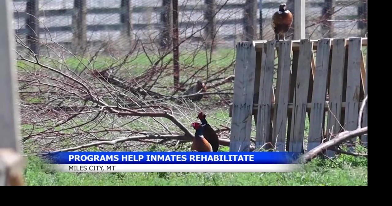 Montana expands pheasant raising program to Pine Hills , bringing ...
