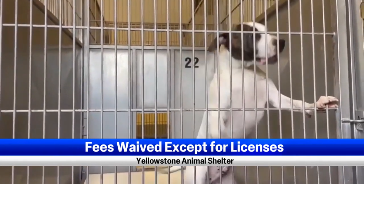 Yellowstone Valley animal shelter waives fees to reunite dogs with ...