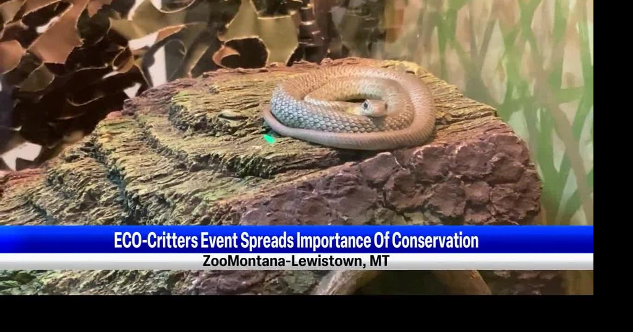 Eco Critters event in Lewistown brings ZooMontana animals to locals ...