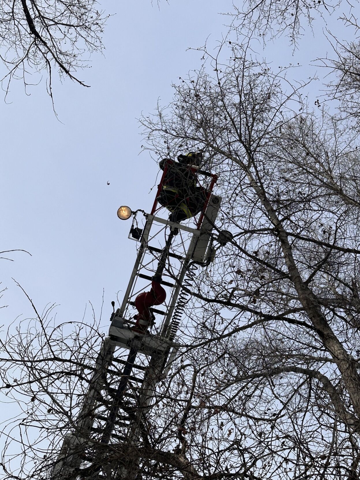 Columbus Fire Rescue saves five cats from tree Tuesday | Billings News ...