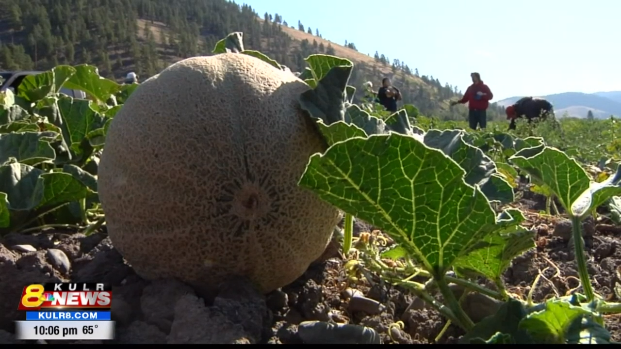 Montana Treasure: Melons grown with love | Montana News | kulr8.com