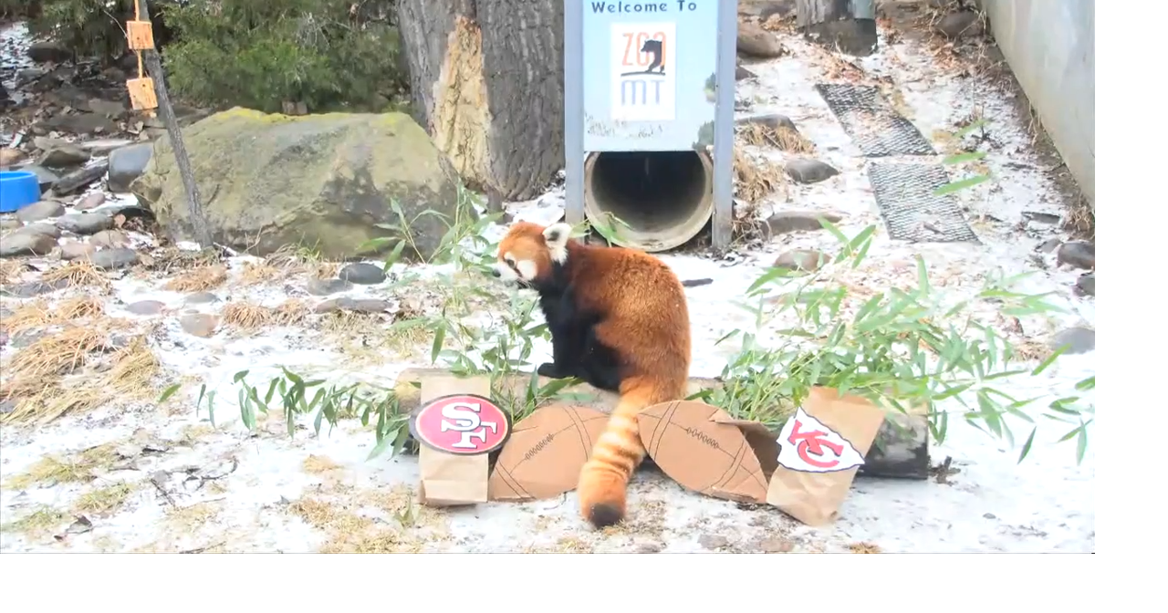 Zoo Montana's Pabu the red panda bets the 49ers will win the Super Bowl ...