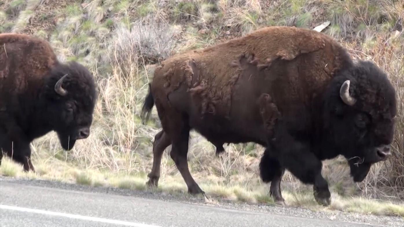 why do bison fight