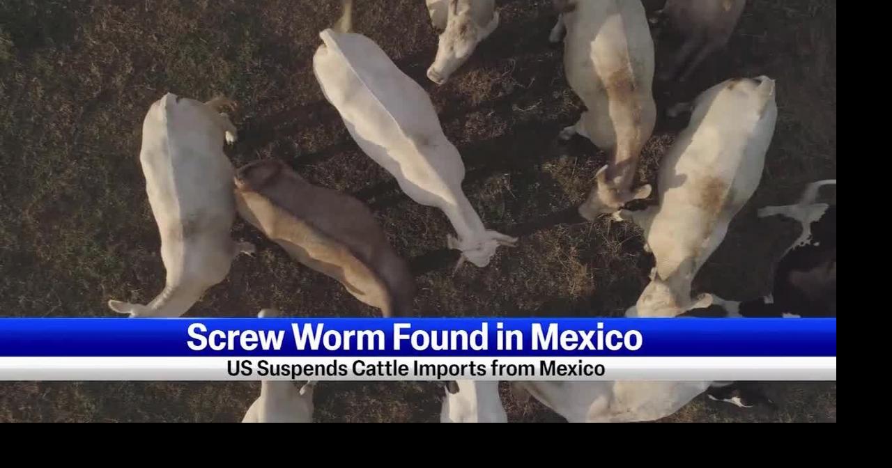 New world screwworm detected in Mexico cow halts imports | AG Report ...