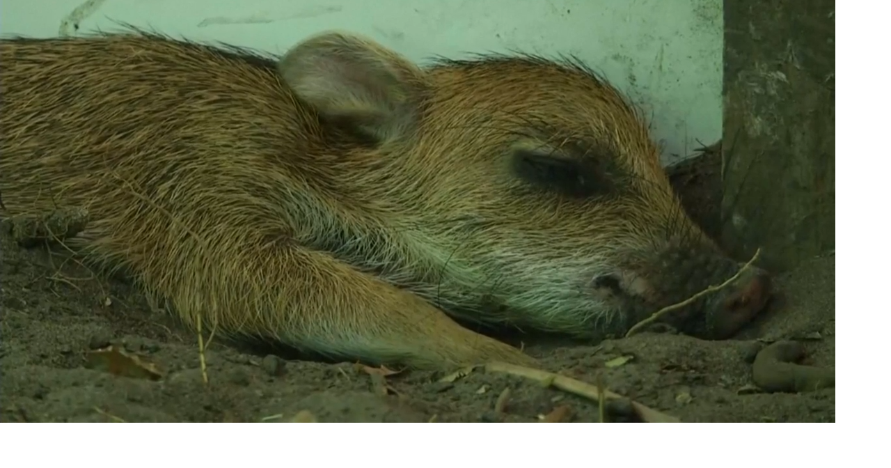 Animal shelter in Bolivia takes in animals fleeing from the wildfires ...