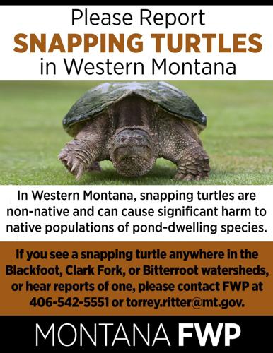 Montana FWP asks public to report snapping turtle sightings in Western ...