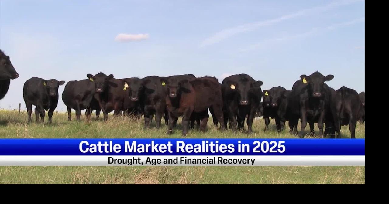 Rebuilding US cattle herd complex with drought | AG Report | kulr8.com