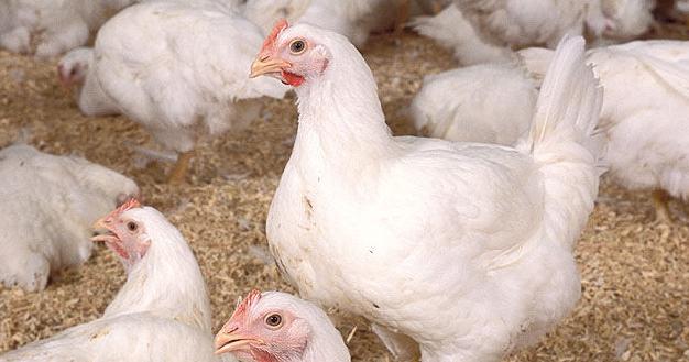 Avian influenza confirmed in Rosebud County backyard poultry flock ...