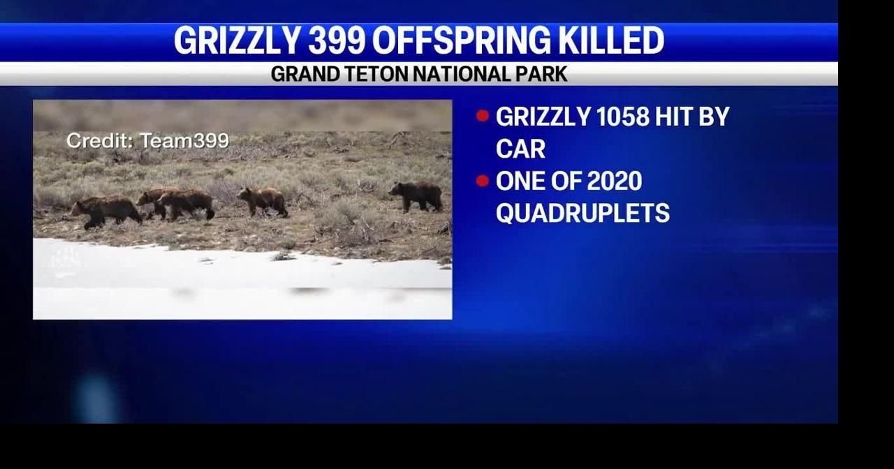 One of world's most famous grizzly's offspring hit, killed by car ...