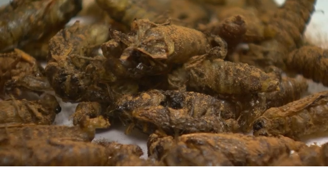 Maryland company selling chocolate covered cicadas | Billings News ...