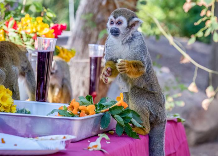 PHOTOS: Squirrel Monkeys enjoy Thanksgiving feast at Phoenix Zoo | Food ...