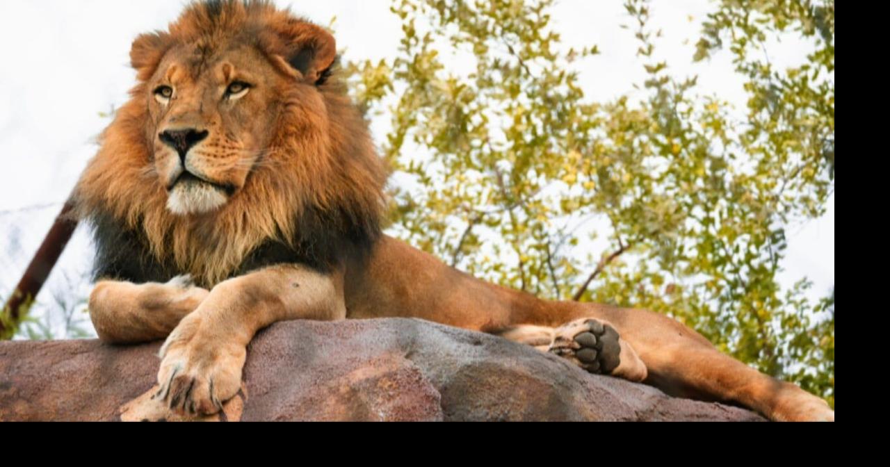 Phoenix Zoo's male lion, Boboo, humanely euthanized after aggressive cancer diagnosis | Video ...