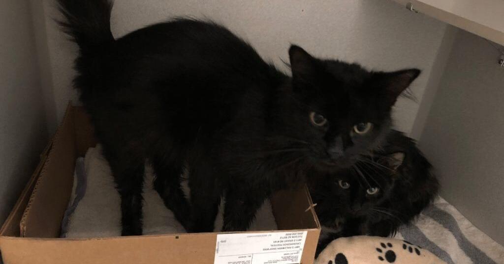 Cat adoption special at PACC until Oct. 12 | Local News | kvoa.com