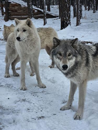 Bearizona animals enjoying the snow | | kvoa.com