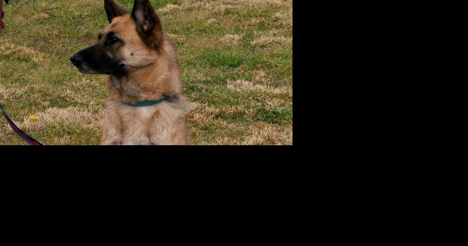 Pet of the Week: Yolanda, playful German Shepherd mix, seeks loving ...