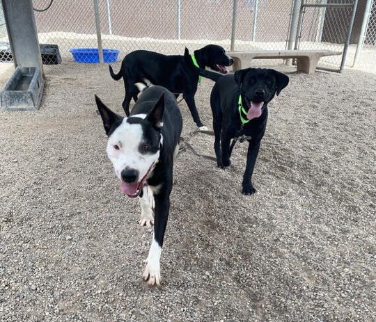 PACC asks Tucson community to help reduce overcrowded shelter as dogs ...