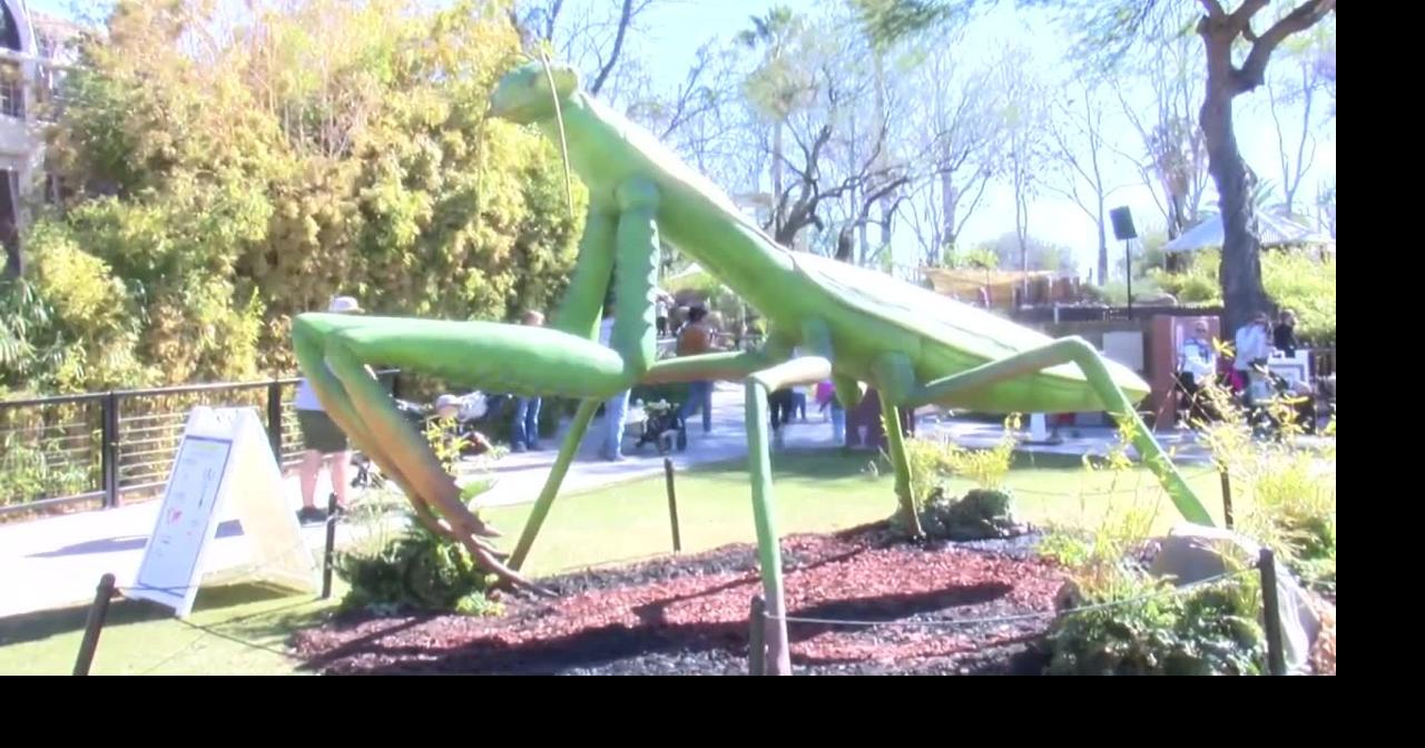 Big bugs are now on display at Reid Park Zoo | Pets | kvoa.com
