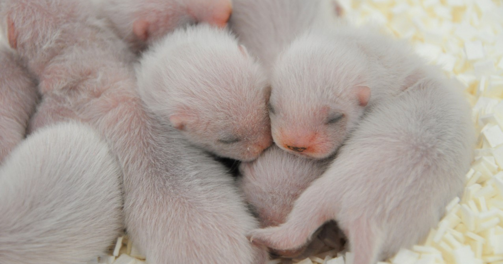 Phoenix Zoo welcomes 21 endangered black-footed ferret kits | Local ...