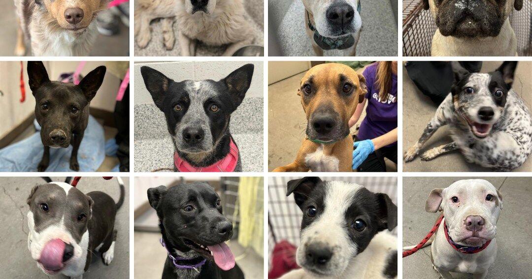 Nearly 60 dogs under the care of PACC after New Year's Holiday | Local ...