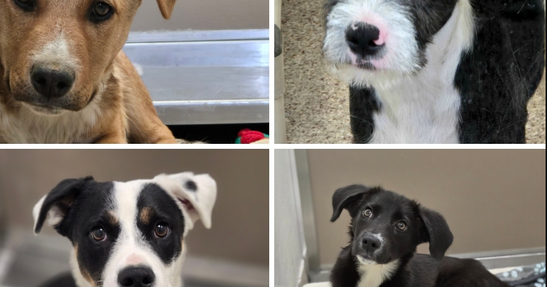 Tucson's PACC offers free adoptions for dogs to clear kennels | Local ...
