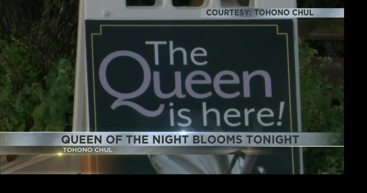 One-night-only cactus bloom lights up Tohono Chul | Video | kvoa.com
