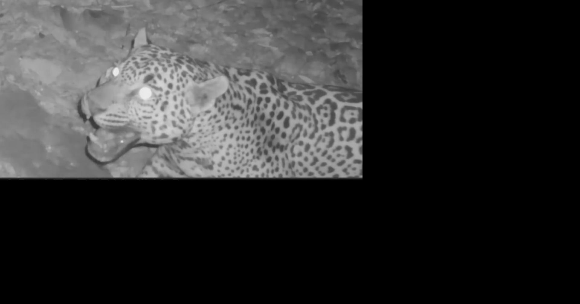 Another jaguar sighting in southern Arizona, 8th different one in ...