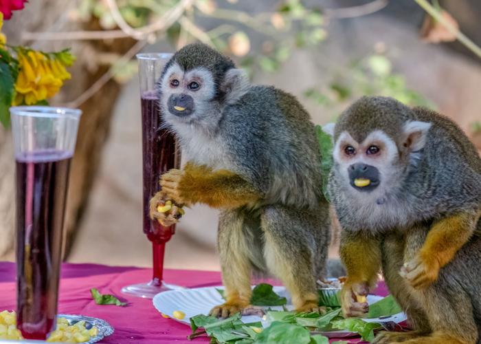 PHOTOS: Squirrel Monkeys enjoy Thanksgiving feast at Phoenix Zoo | Food ...