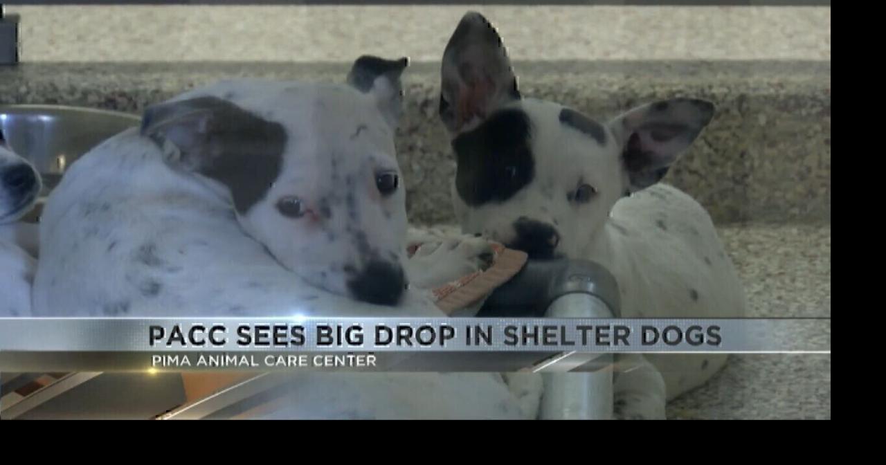 PACC sees big drop in large shelter dogs | Video | kvoa.com