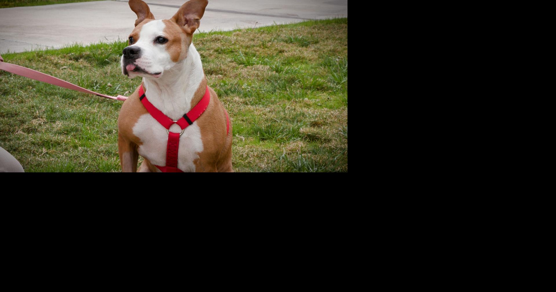 Tucson Subaru's Pet of the Week: Companionable Copper | Tucson Subaru's ...