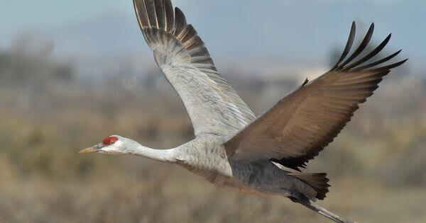 Watch sandhill cranes return to Whitewater Draw Wildlife Area in ...