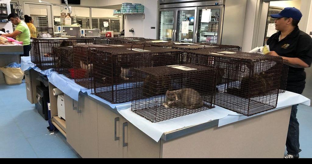 PACC takes in 19 cats after family evicted | Local News | kvoa.com
