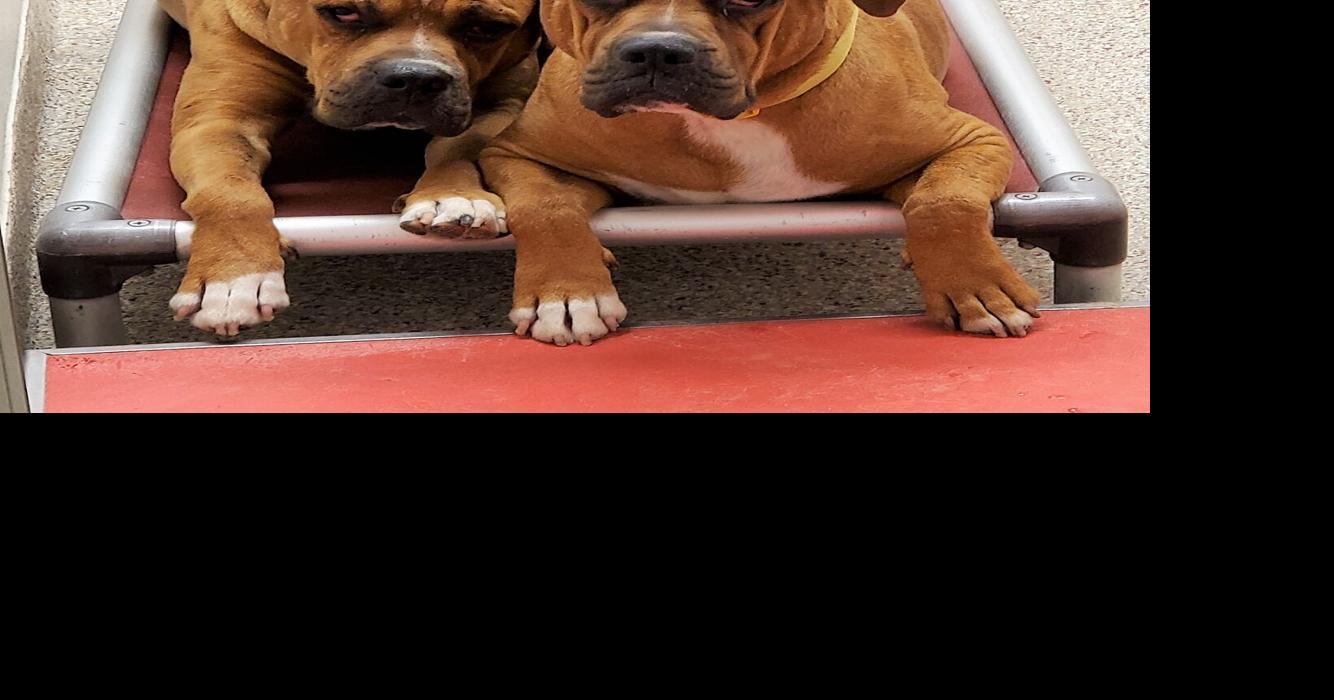Three dogs face euthanasia this weekend as PACC hits critical capacity ...