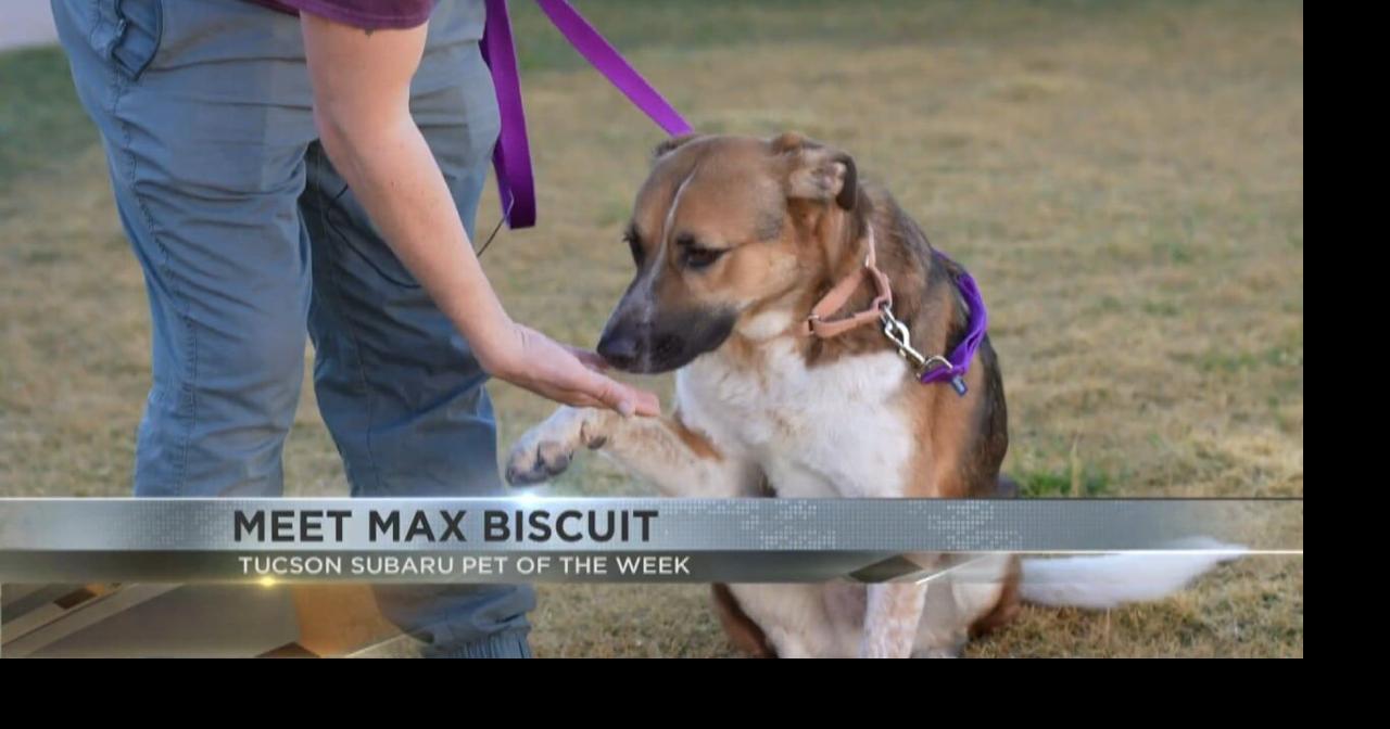 Max Biscuit has been at the Humane Society for over 100 days | Tucson ...