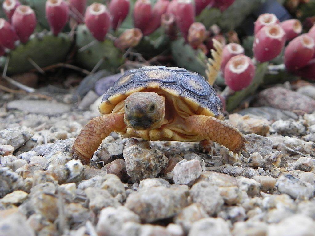 140 baby desert tortoises available for adoption in Tucson | Local ...