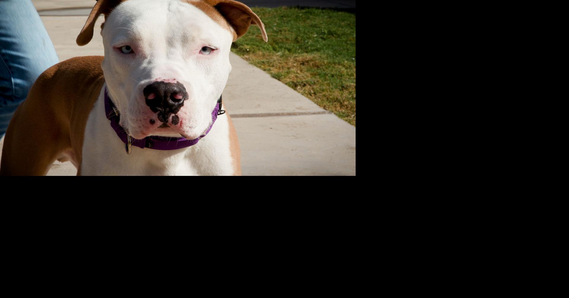 Tucson Subaru's Pet of the Week: Meet energetic Alexander | Tucson ...