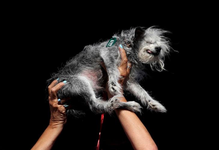 ‘World’s ugliest dog’ is a long-tongued frizz-ball called Wild Thang ...