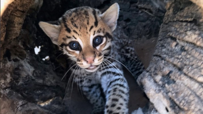 ocelots cubs