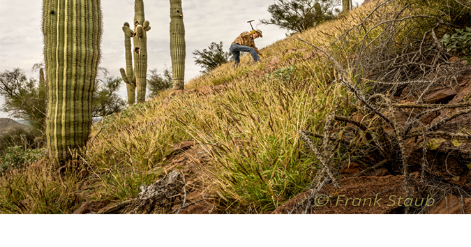 Buffelgrass presents dangerous problem for Southern Arizona | Local ...