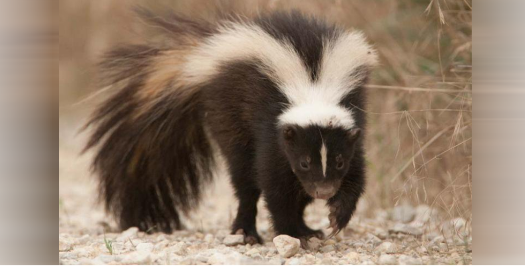 Skunk bite in Madera Canyon | News | kvoa.com