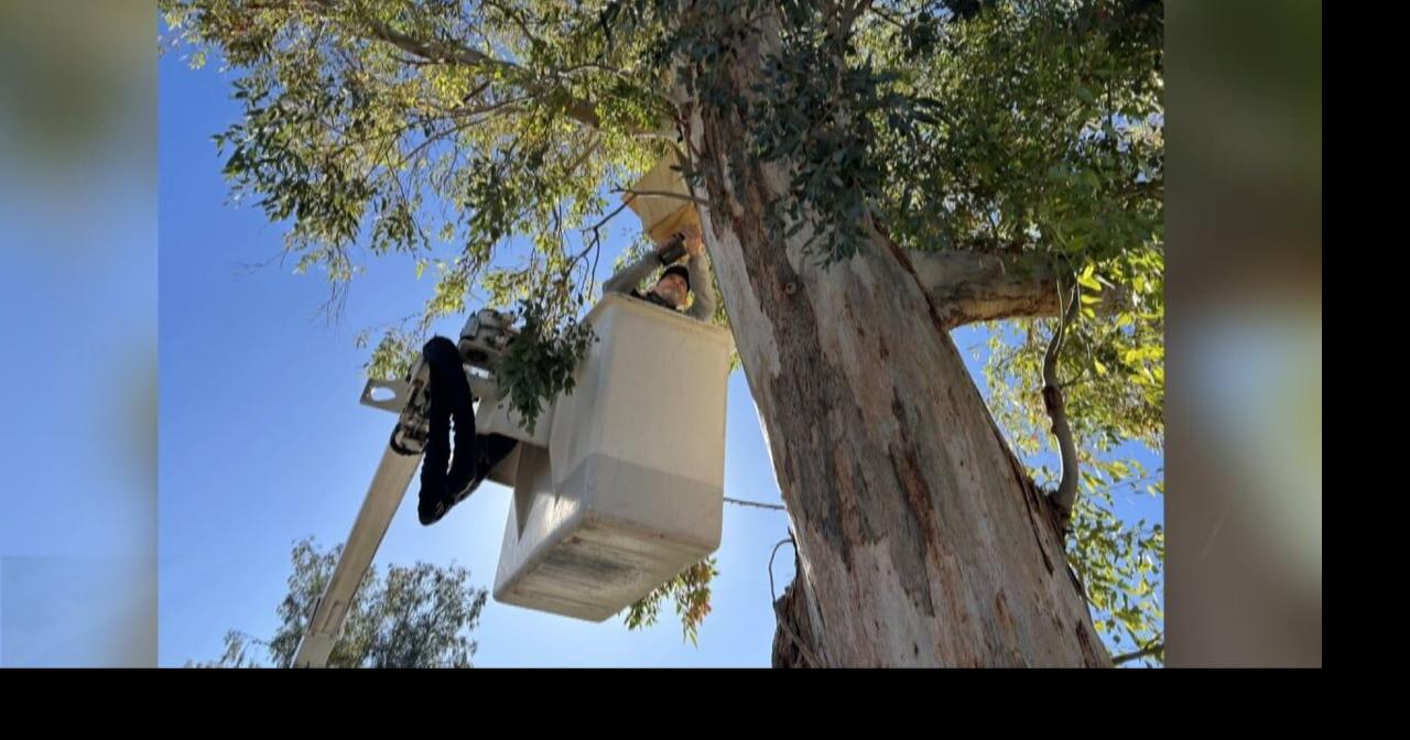 City parks install bird boxes to monitor nesting patterns and more ...