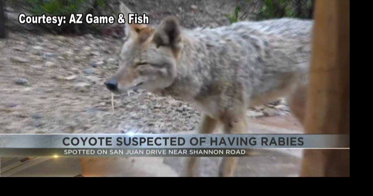 Second coyote suspected of having rabies | Video | kvoa.com