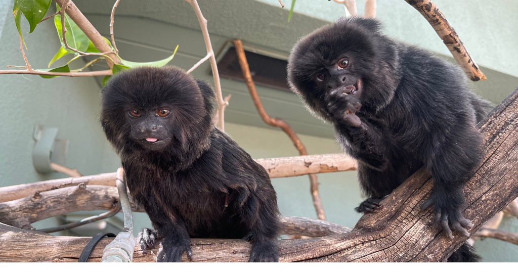 Phoenix Zoo welcomes two new monkeys | Local | kvoa.com