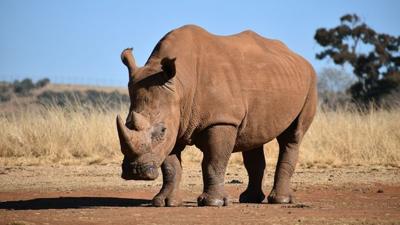 World first IVF rhino pregnancy could save northern white rhinos from ...