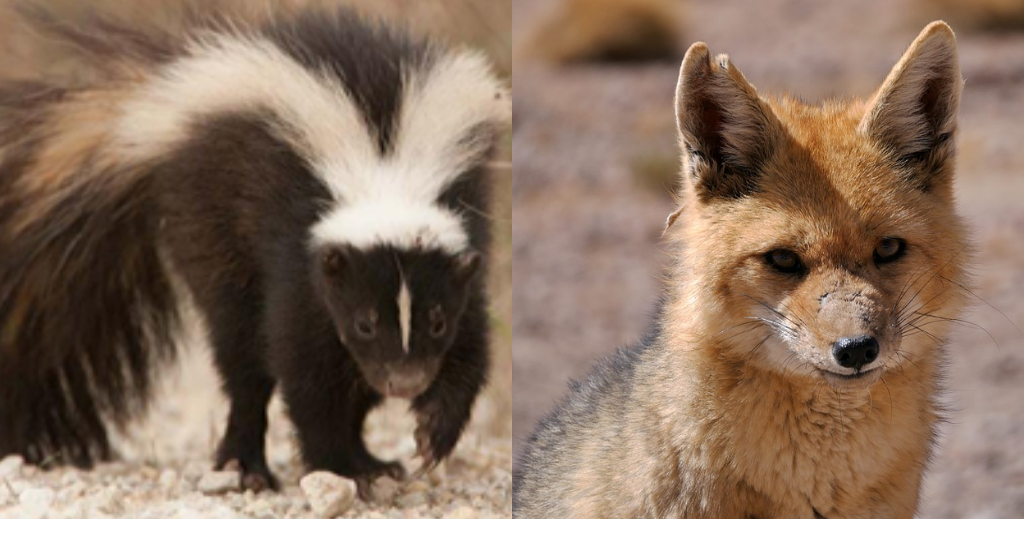 Rabies confirmed in skunk that bit backpacker in Santa Rita Mountains ...
