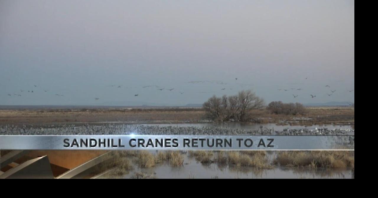 Watch sandhill cranes return to Whitewater Draw Wildlife Area in ...