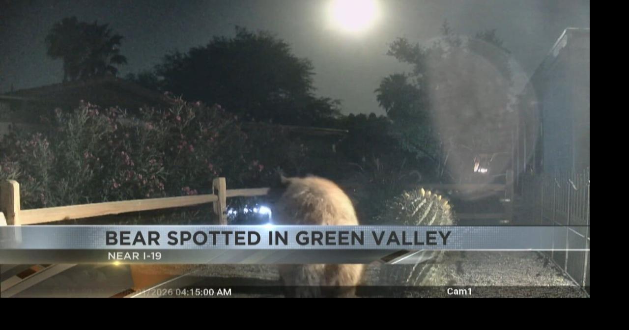 Arizona Game and Fish monitoring bear spotted in Green Valley | Video ...