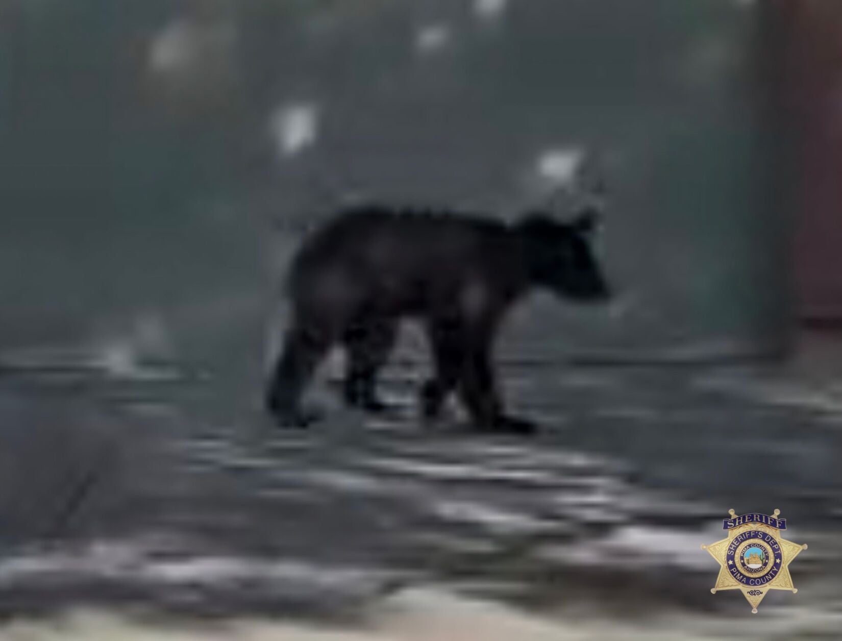 Bear cub spotted near homes in Vail | Local News | kvoa.com