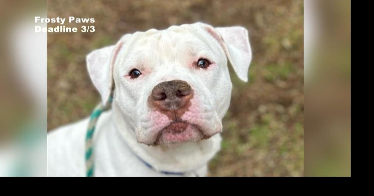 PACC at critical capacity with three dogs on deadline tomorrow | Video ...