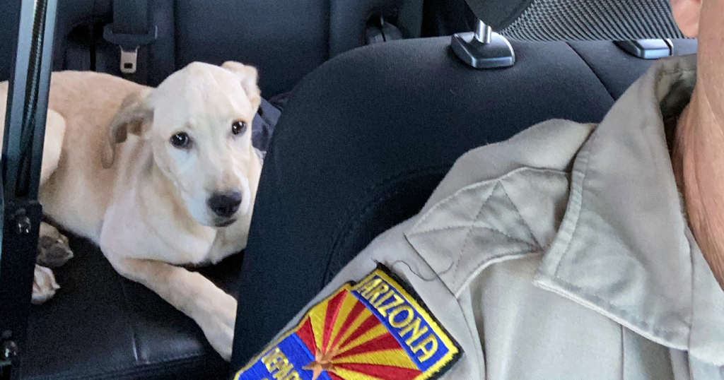Puppy abandoned in desert near Oracle finds new home with DPS | Local ...