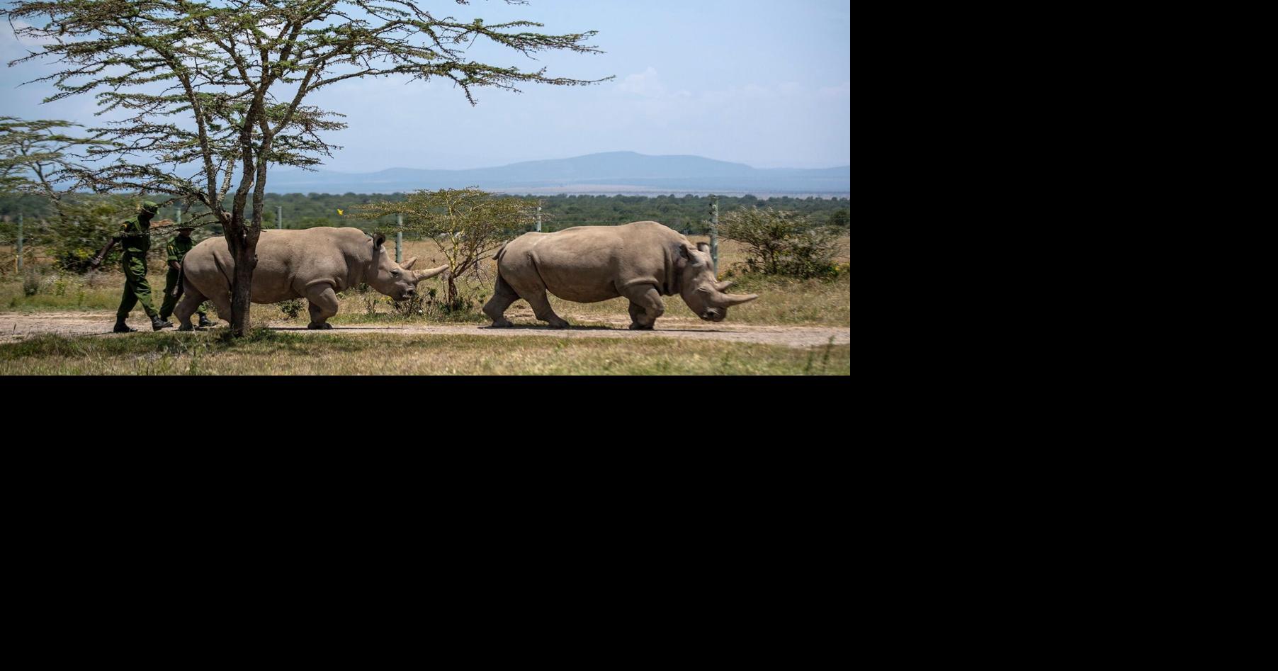 World first IVF rhino pregnancy could save northern white rhinos from ...